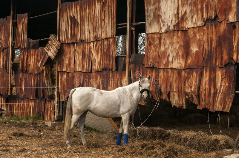 White horse in old farm stock image. Image of weathered - 161171157