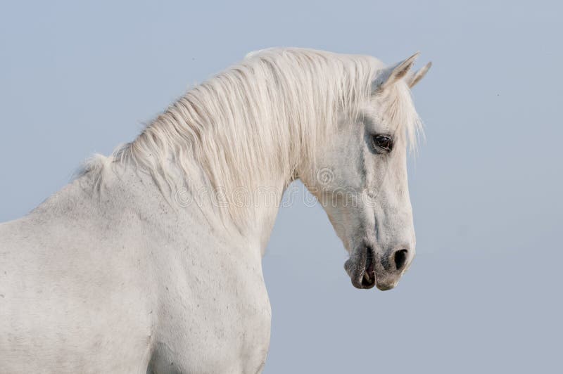 White horse portrait stock image. Image of power, silver - 20449723 White horse portrait stock image. Image of power, silver - 20449723