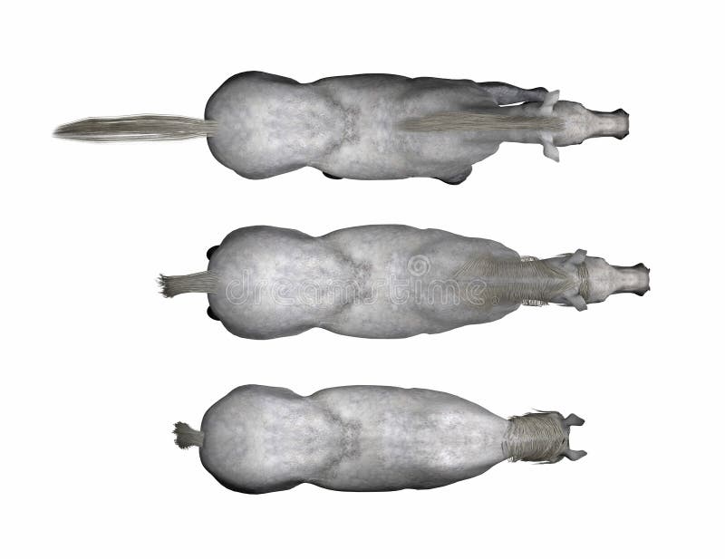 White Horse Posing Top View 3d Rendering Stock Illustration ...