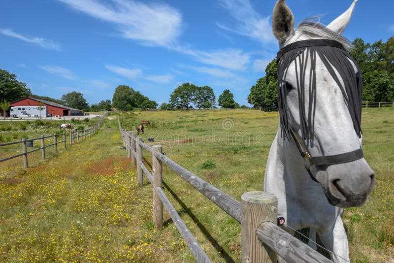 White Horse on a Ranch of Udshold in Denmark Editorial Stock Photo ...