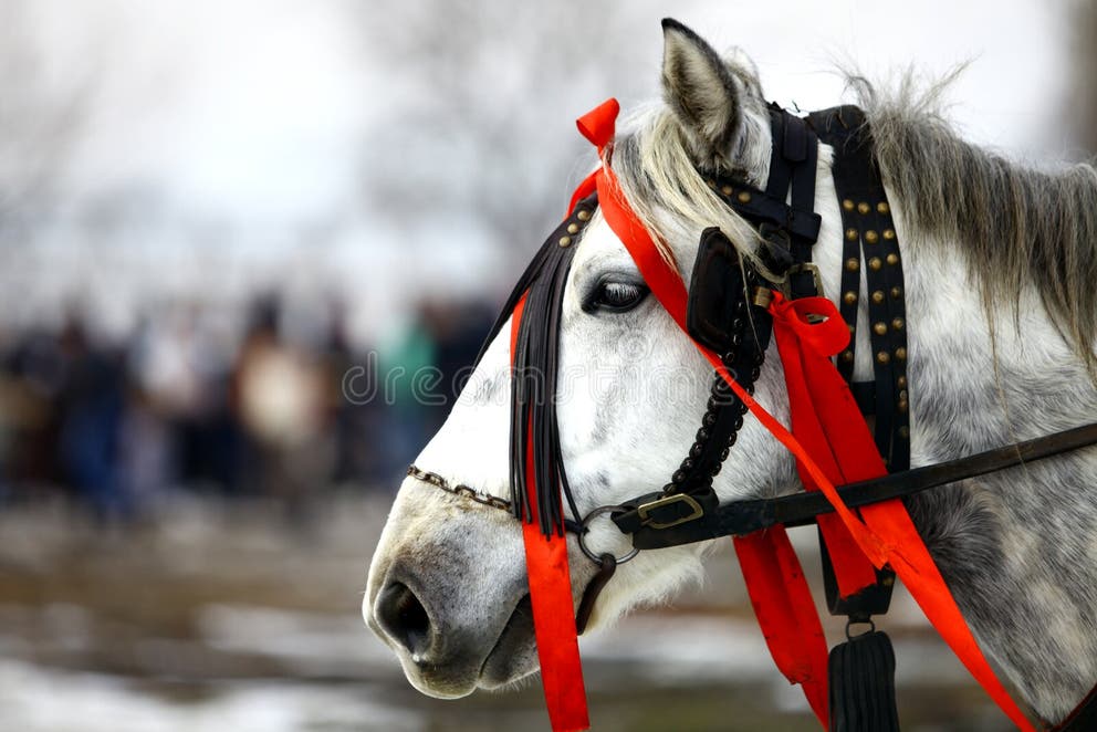 White horse, red ribbons stock image. Image of fast, pedigree - 28748467