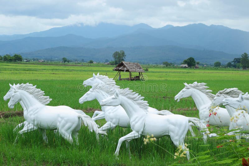 White Horse in rice fields stock image. Image of husbandry - 57663989