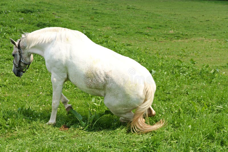 Horse rising stock image. Image of chestnut, green, fence - 8719753