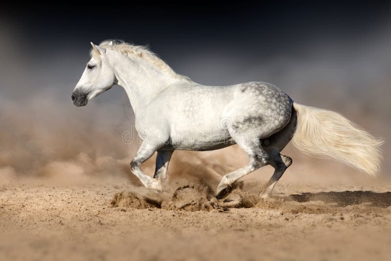 Red horse run in desert stock photo. Image of white, motion - 70571778