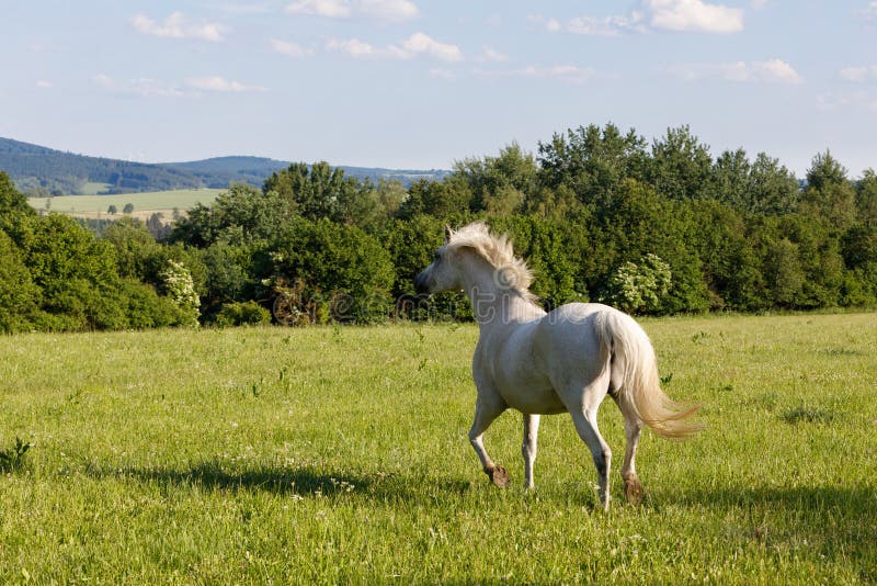 White Horse Running in Spring Pasture Meadow Stock Image - Image of ...
