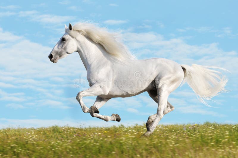 White Horse Runs Gallop on the Meadow Stock Photo - Image of equine ...