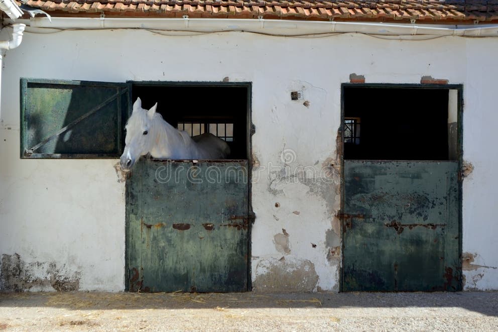 White Horse in Rustic Spanish Stable with Weathered Green Doors Stock ...