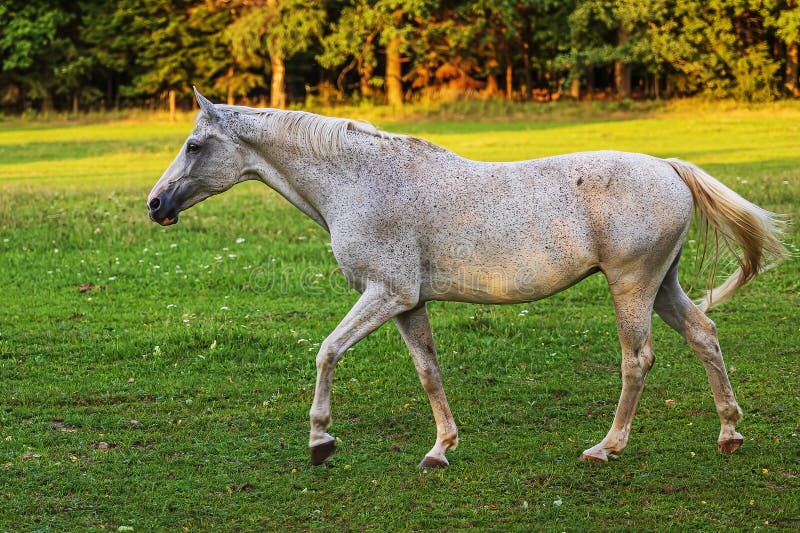 White Horse he S Walking on the Lawn Stock Image - Image of horse ...