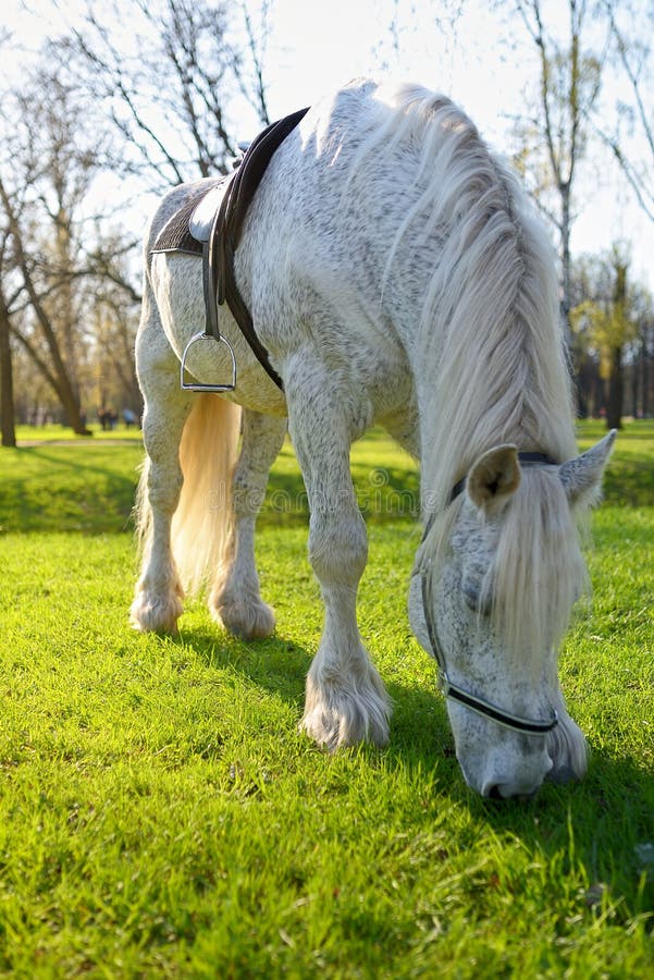 White Horse Saddle Graze Eating Grass Stock Photos - Free & Royalty ...