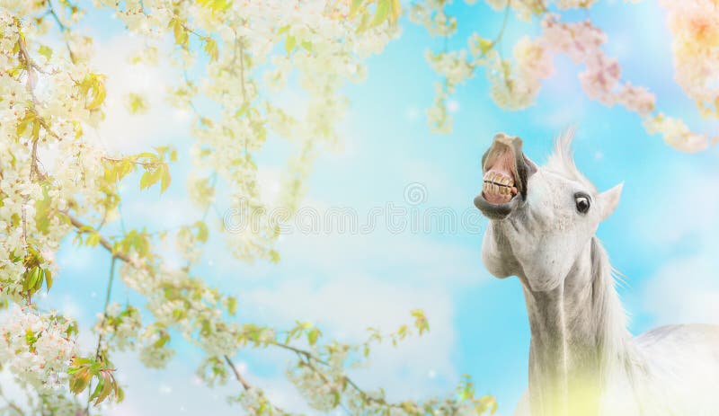 White Horse Smiling on Spring Blossom Nature Background Stock Photo ...