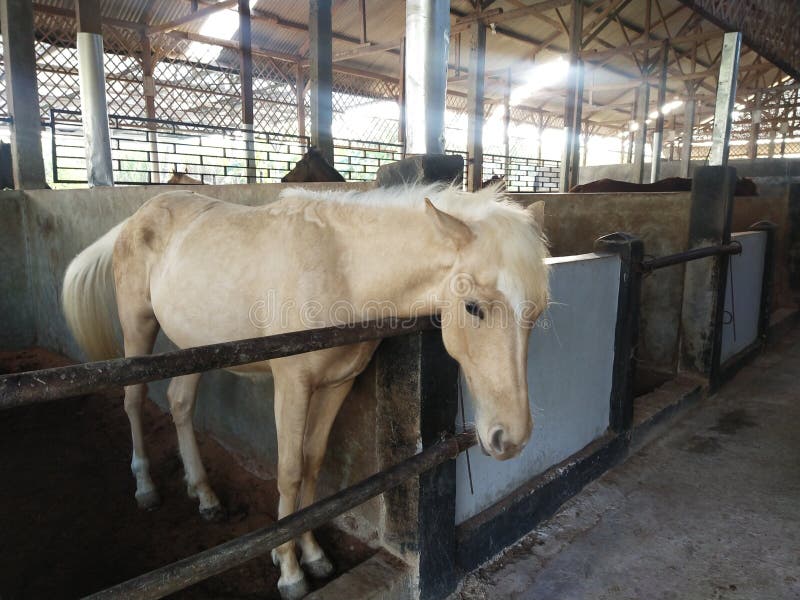 Horse Stabel Stock Photos - Free & Royalty-Free Stock Photos from ...