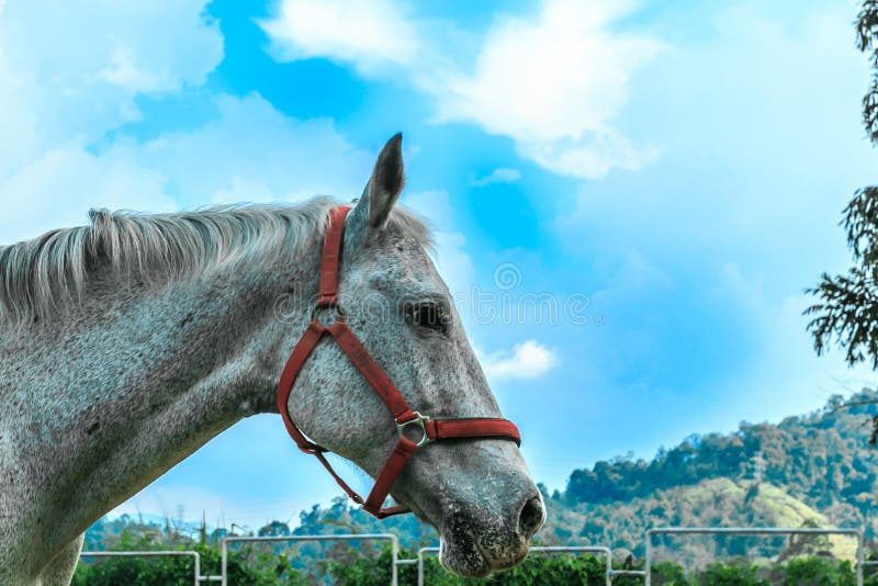 White horse at the stables stock photo. Image of outdoor - 54899742