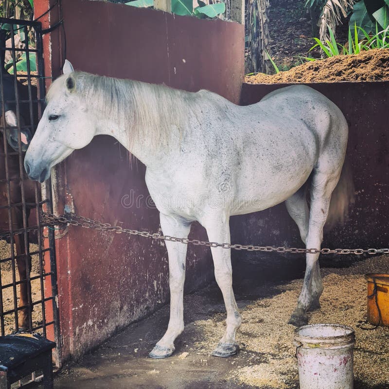 White horse in stables stock image. Image of mammal - 246212251
