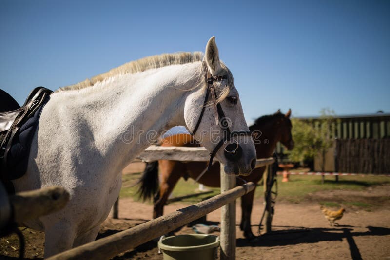 White Horse Standing in the Ranch Stock Image - Image of countryside ...