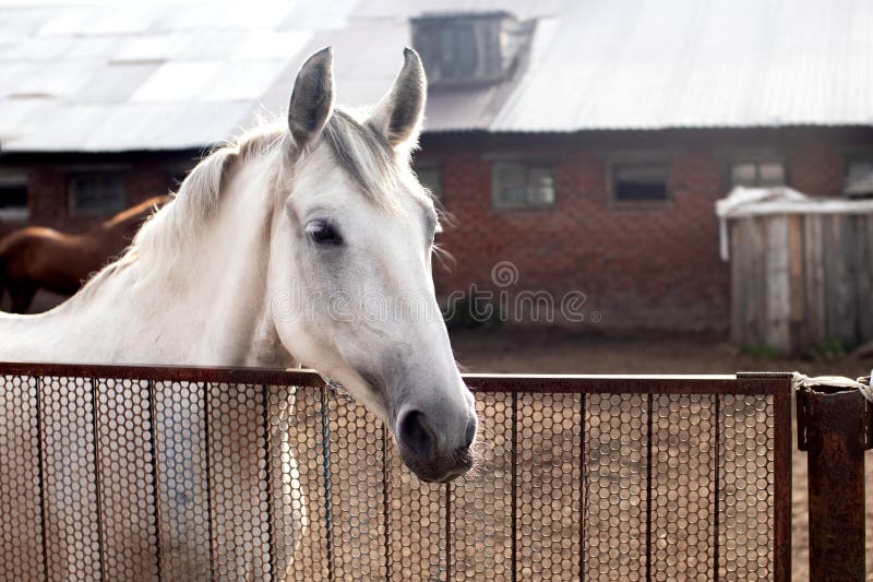 A white horse standing stock photo. Image of copyspace - 285727972
