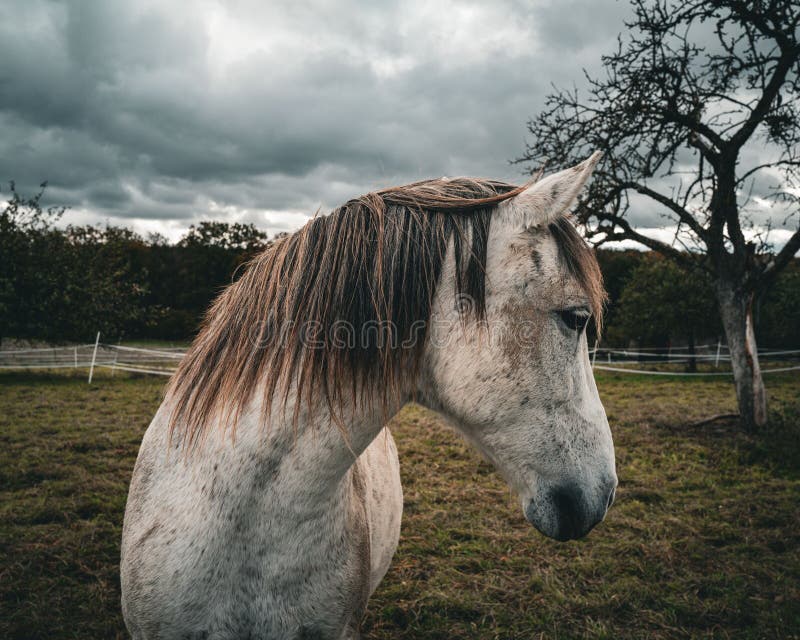 White Horse Stands Against a Dramatic Cloudy Sky Stock Image - Image of ...