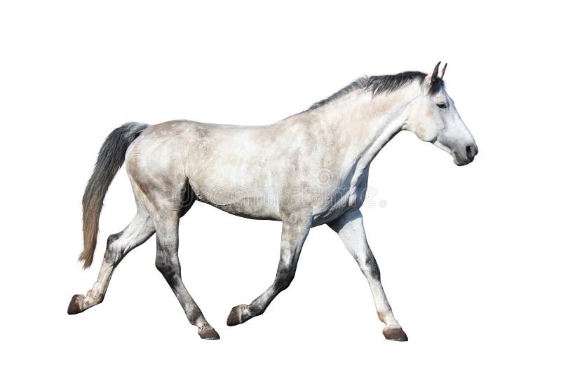 White Horse Trotting Isolated On White Background Stock Image - Image ...