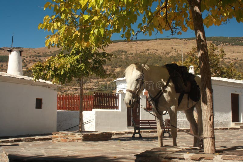 White Horse Waiting Under Tree Stock Photos - Free & Royalty-Free Stock ...