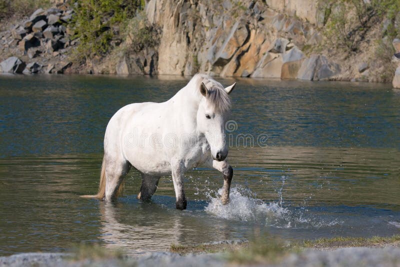 White horse in water stock photo. Image of wildlife, nature - 12337484
