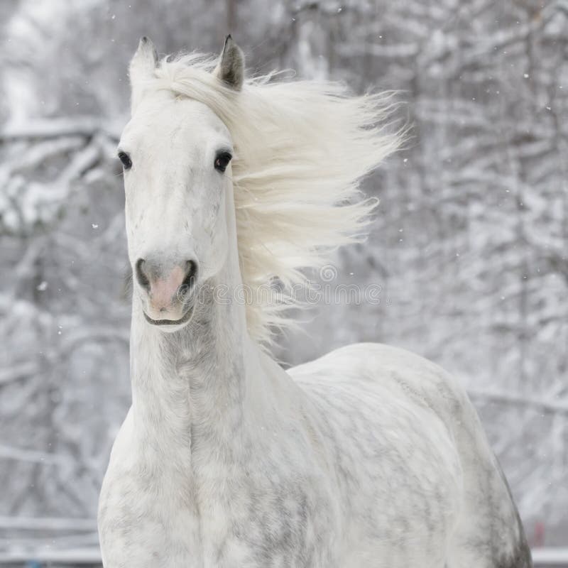 White horse in winter stock photo. Image of portrait - 17877750