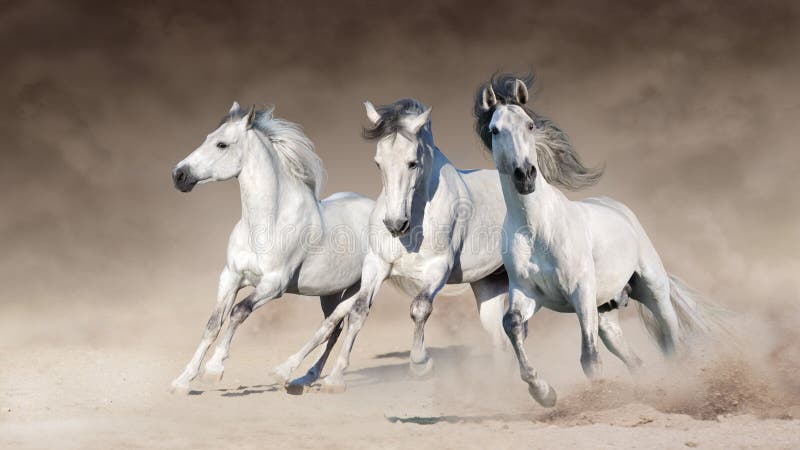 Three horse run in sand stock photo. Image of motion - 132528924