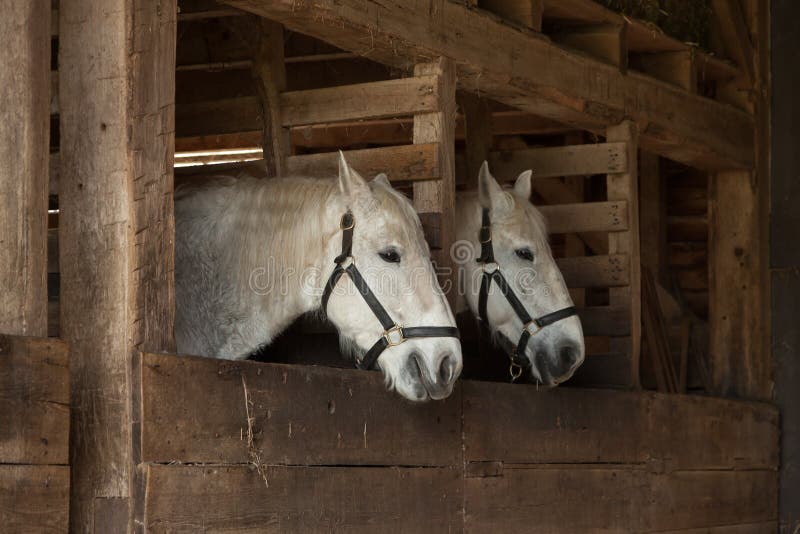 White Horses in Stables stock photo. Image of horizontal - 91287758
