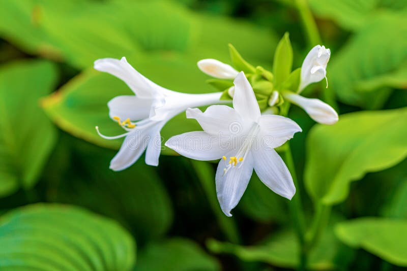 Hosta Plantaginea, the Fragrant Plantain Lily or August Lily, is ...