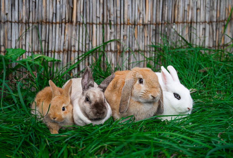 White Hotot, German Rams and Rex Siamese Medium Rabbits Sit on a Green ...