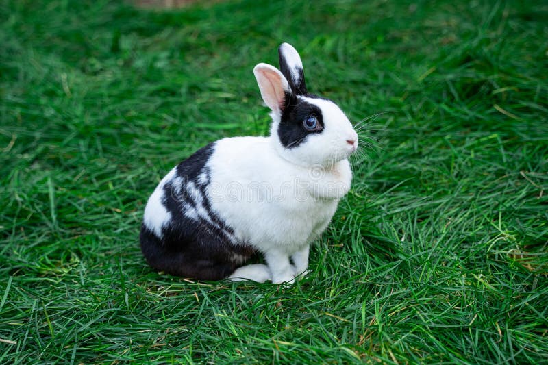 White Hotot Hermelin Medium Sized Rabbit with Blue Eyes Sits on a Green ...