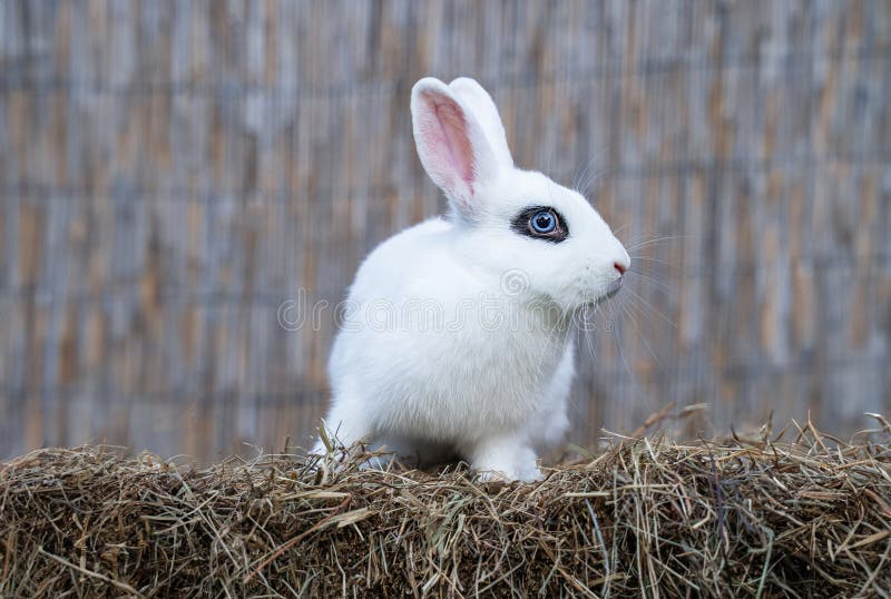 White Hotot Medium Rabbit Sitting on a Hay before Easter Stock Photo ...
