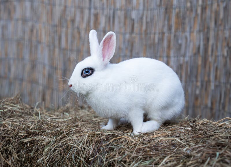 White Hotot Medium Rabbit Sitting on a Hay before Easter Stock Image ...