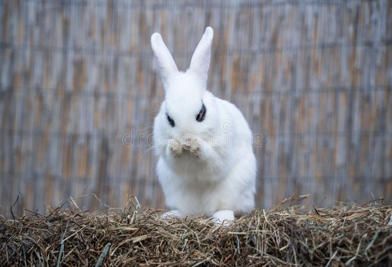 White Hotot Medium Rabbit Sitting on a Hay before Easter Stock Photo ...
