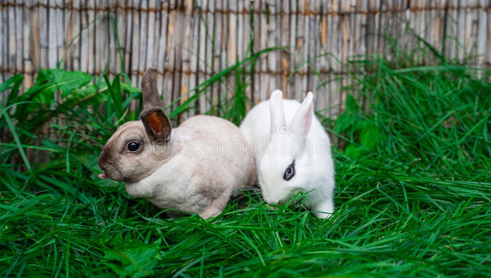 White Hotot and Rex Siamese Medium Rabbits Sit on a Green Grass before ...