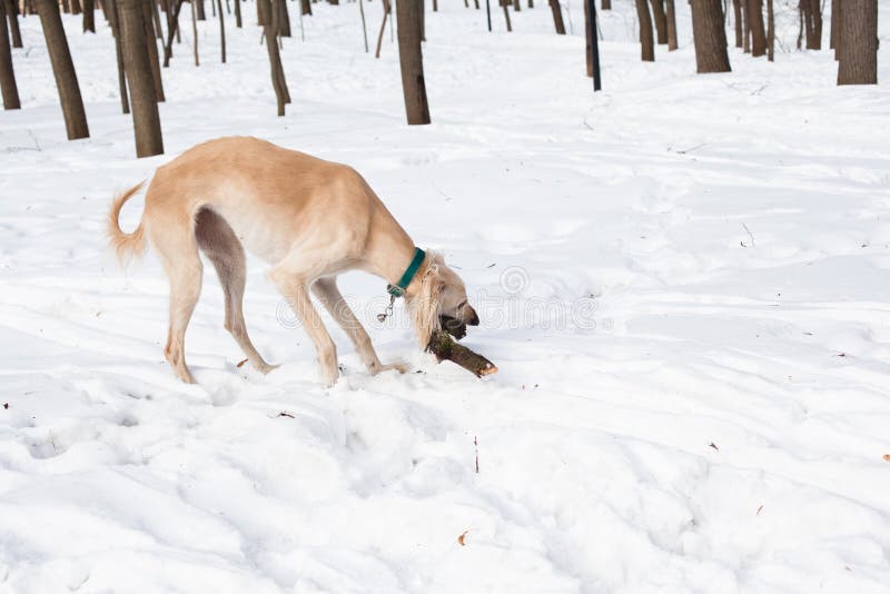 White Hound Dog Puppy in the Sand. Stock Image - Image of hound ...