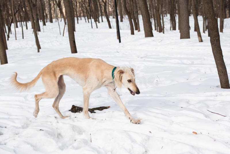 White hound stock photo. Image of white, wood, animal - 33524390