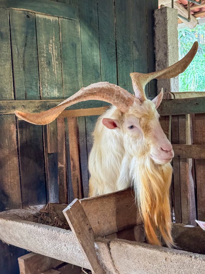 White Huge Goat with Horns and Goatee in the Barn Staring the Camera ...