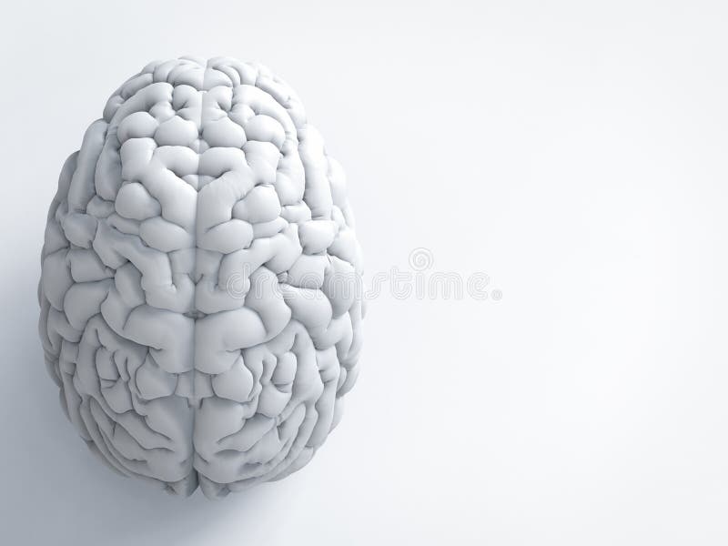 White human brain stock illustration. Illustration of anatomy - 82583370