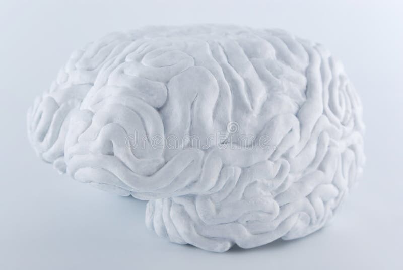 White Human Brain on White Background. Stock Photo - Image of model ...