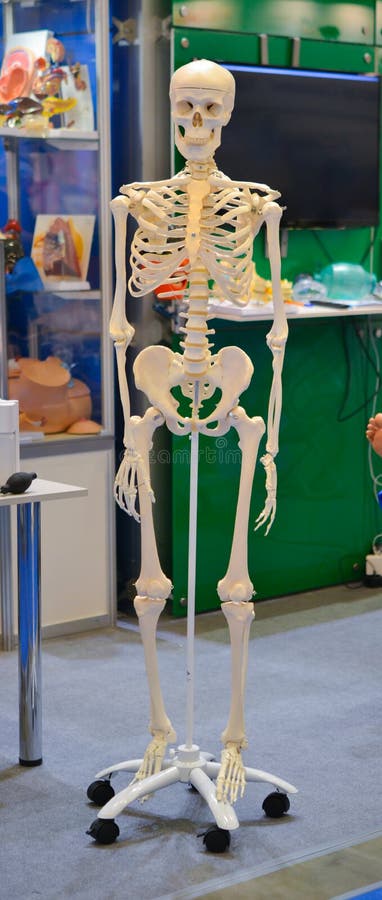 White human skeleton dummy stock image. Image of biological - 102675089