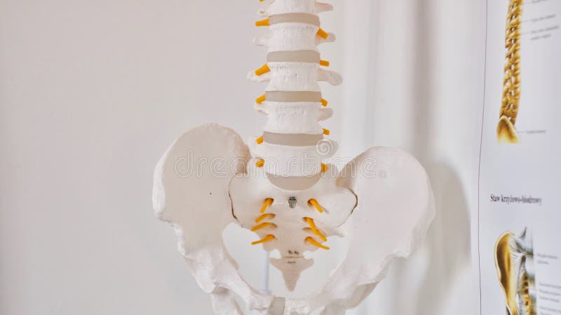 White human skeleton stock image. Image of hips, white - 127883625
