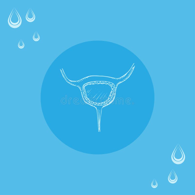 White Human Urinary Bladder Stock Vector - Illustration of organs ...