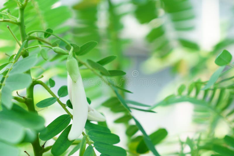 Red Hummingbird Tree Sesbania Grandiflora Flowers Close Up Shot. As ...