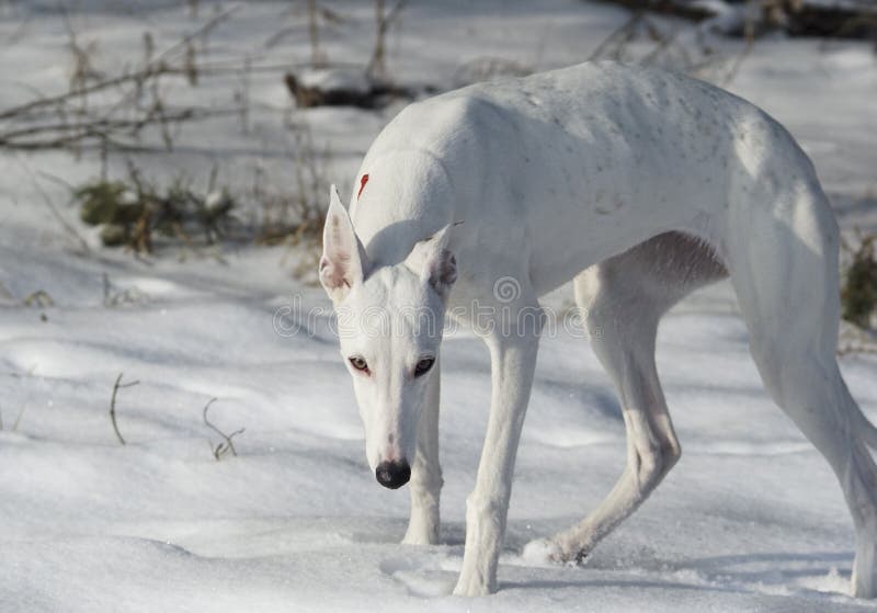 White Hunting Cat in Green Grass Under Sun Light Stock Image - Image of ...