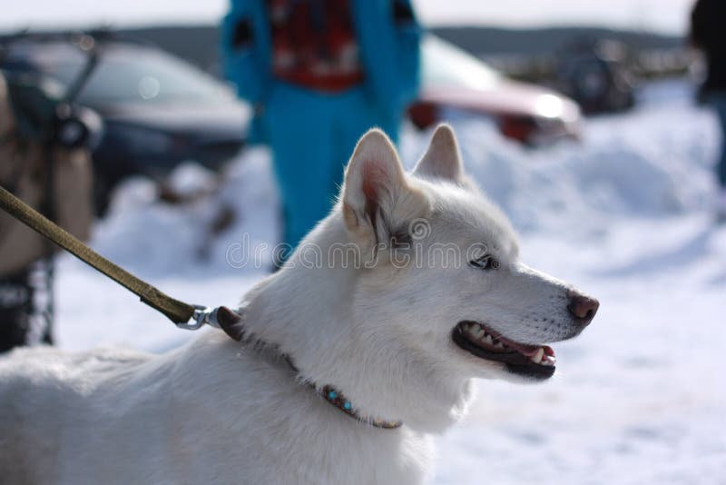 White Husk stock image. Image of little, husk, white - 51288549