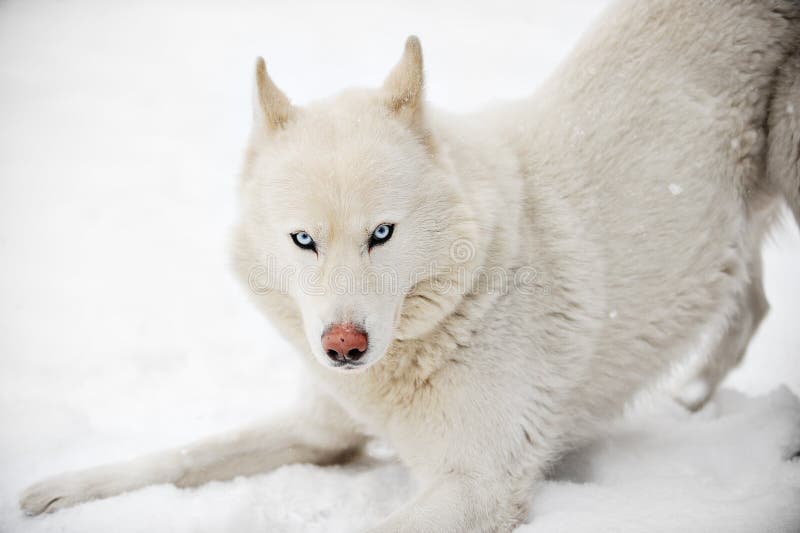 5+ Huskey Free Stock Photos - StockFreeImages
