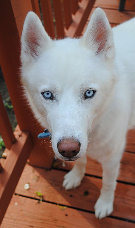 White Husky stock image. Image of husky, white, eyes - 30360585