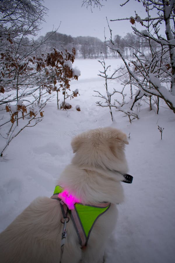 White Husky Running on a Snowy Trail - Wintertime Activites Stock Image ...