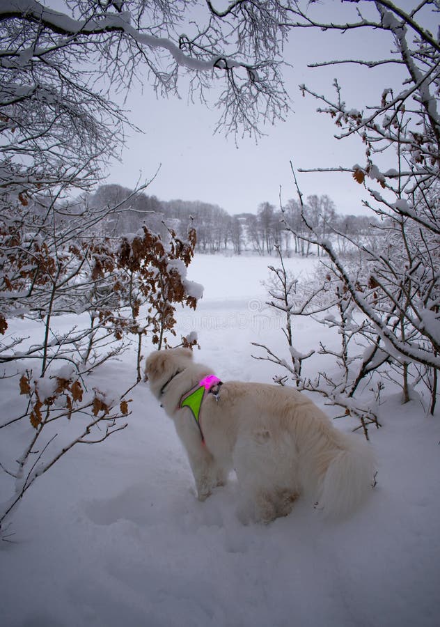 White Husky Running on a Snowy Trail - Wintertime Activites Stock Image ...