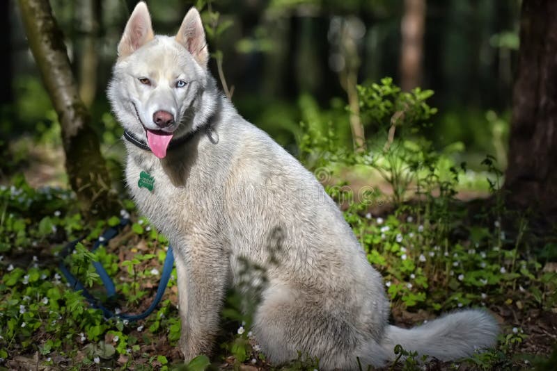 White Husky in a Spring Forest Stock Photo - Image of friendship, grass ...