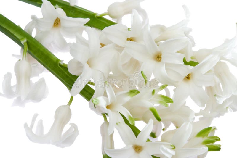 White hyacinth stock image. Image of freshness, adult - 13264797